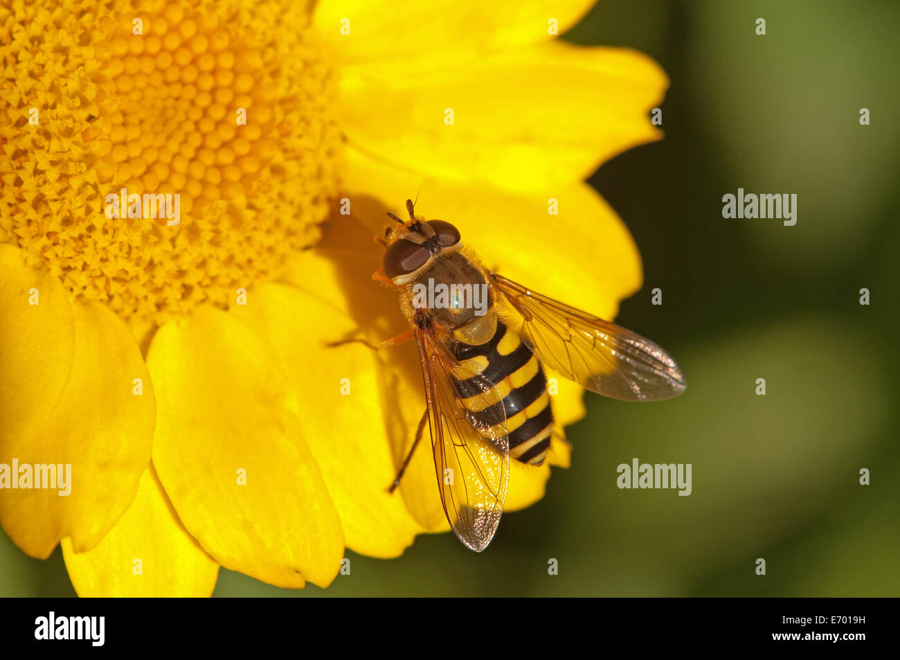 Hoverfly resting on Corn Marigold Flower Stock Photo - Alamy
