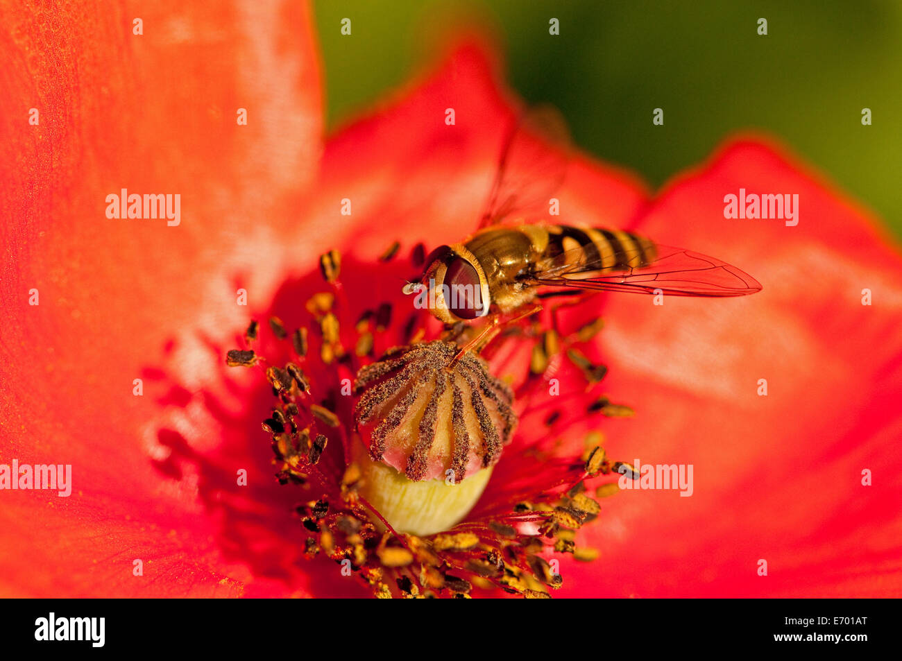 Scottish hoverfly hi-res stock photography and images - Alamy