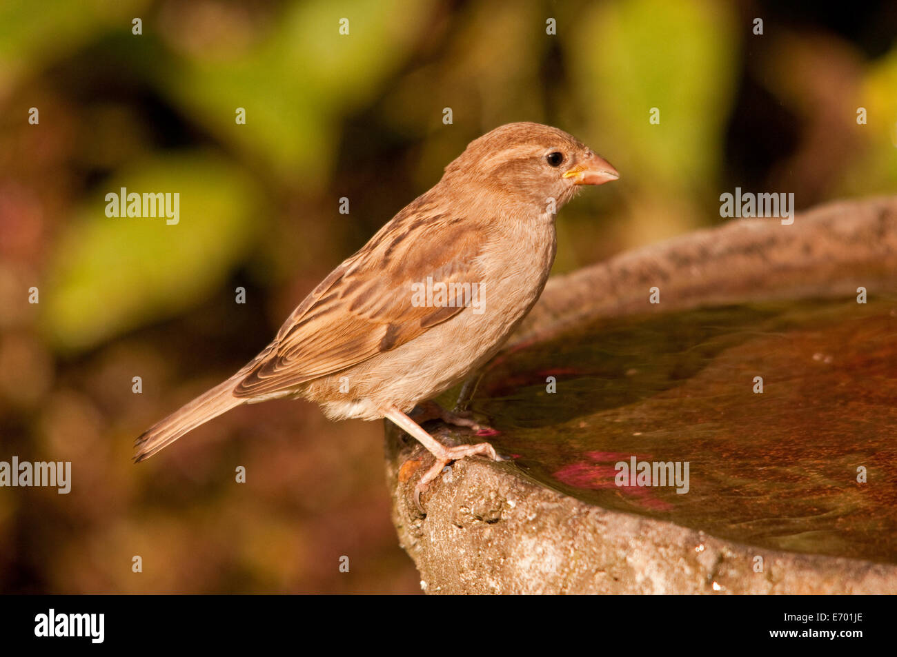 Juvenile house sparrow hi-res stock photography and images - Alamy