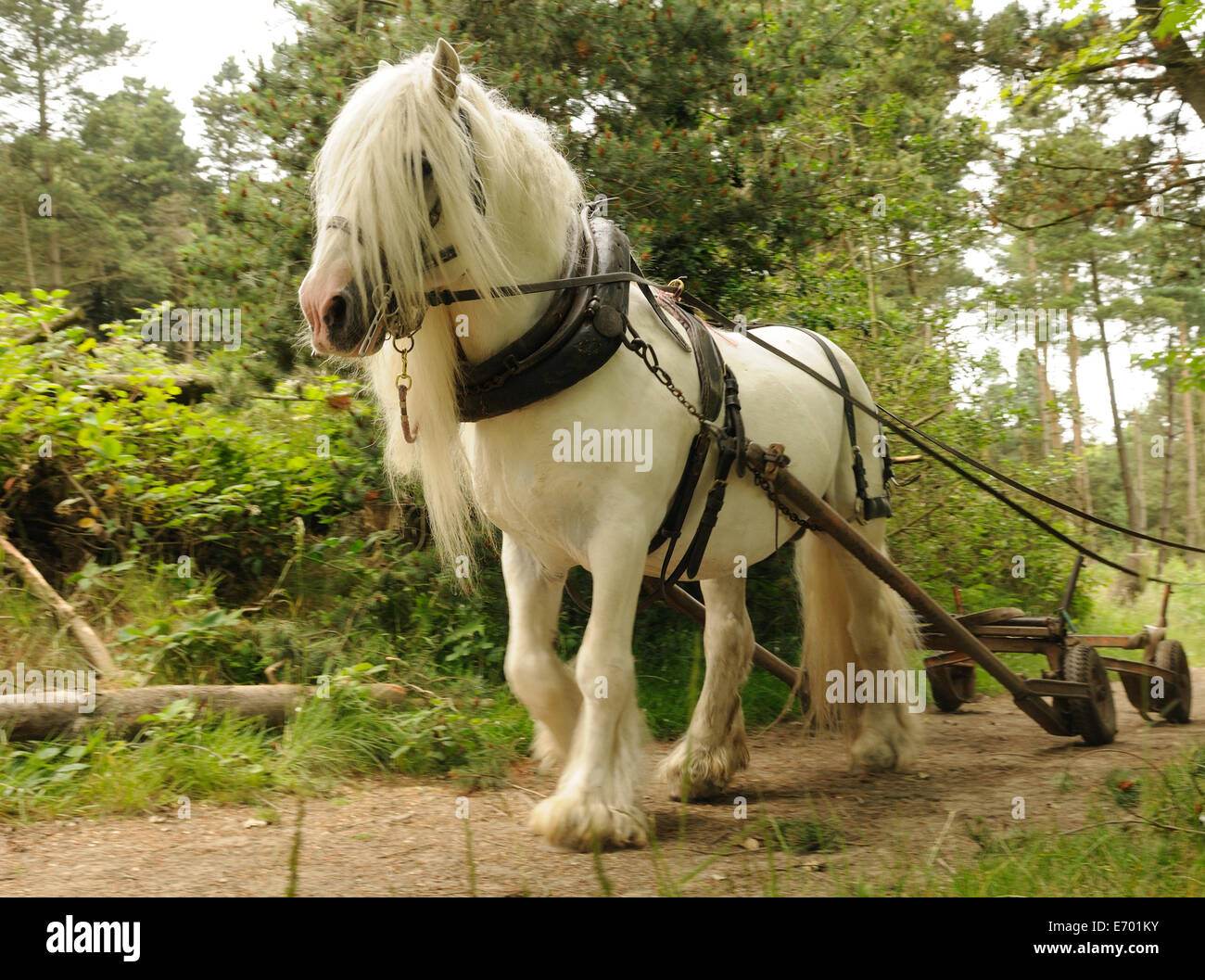 gray cob on his way to collect timber. gentle horse with great strength ...