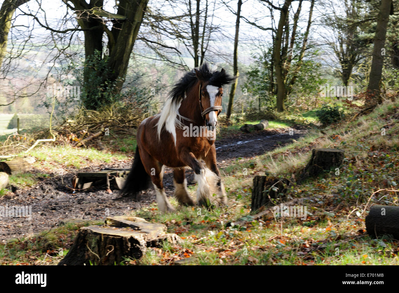 Free running horse hi-res stock photography and images - Alamy