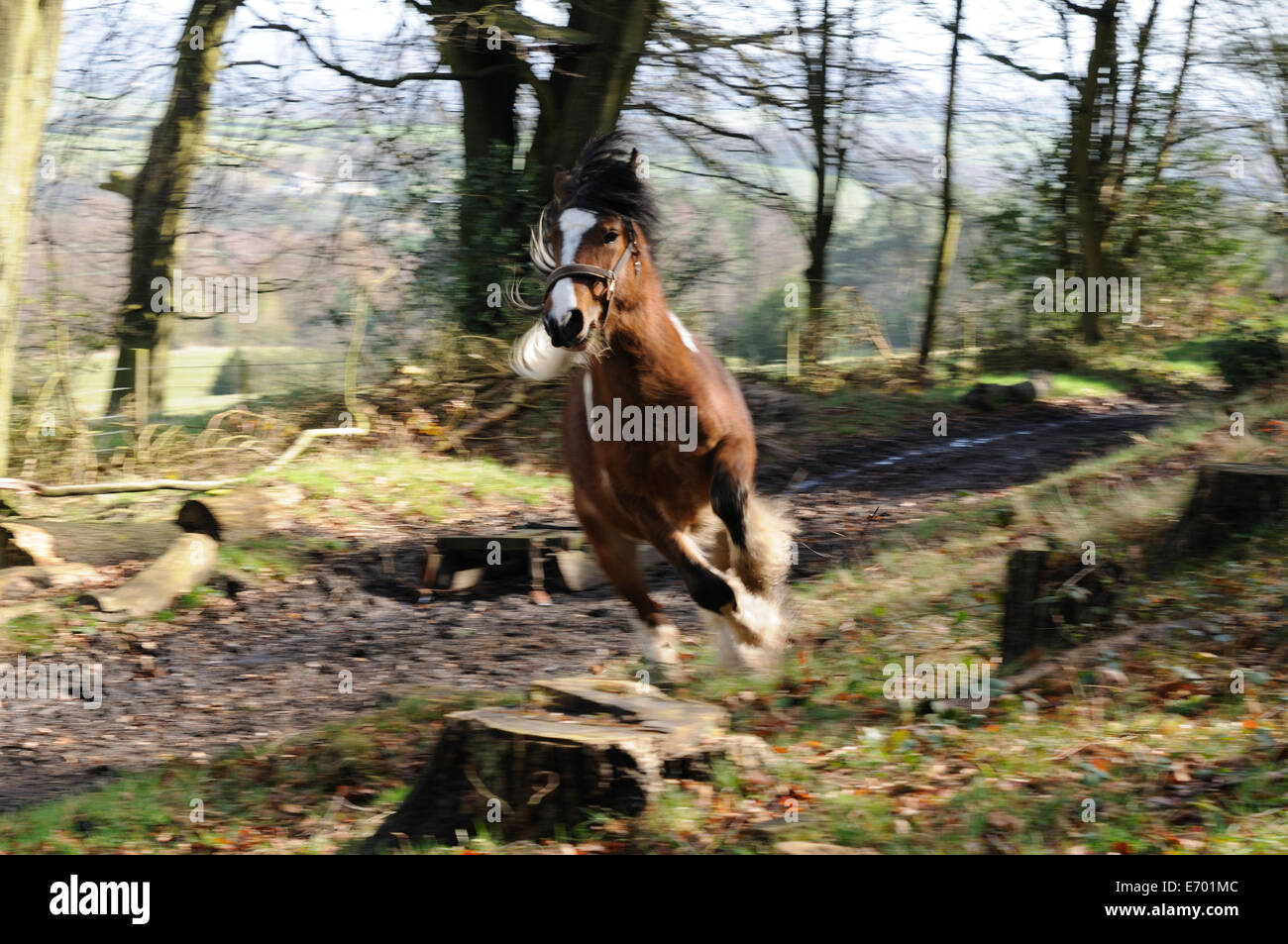 Happy horse hi-res stock photography and images - Alamy