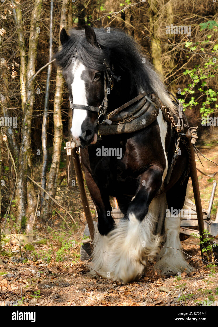 black and whit gypsy cob pulling timber up a hill using a forwarder ...