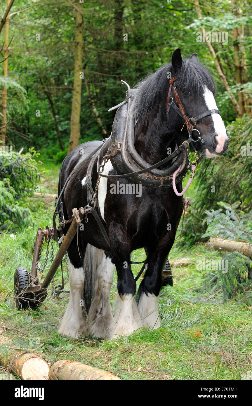 a black and white gypsy cob pulling timber using a forwarder Stock ...