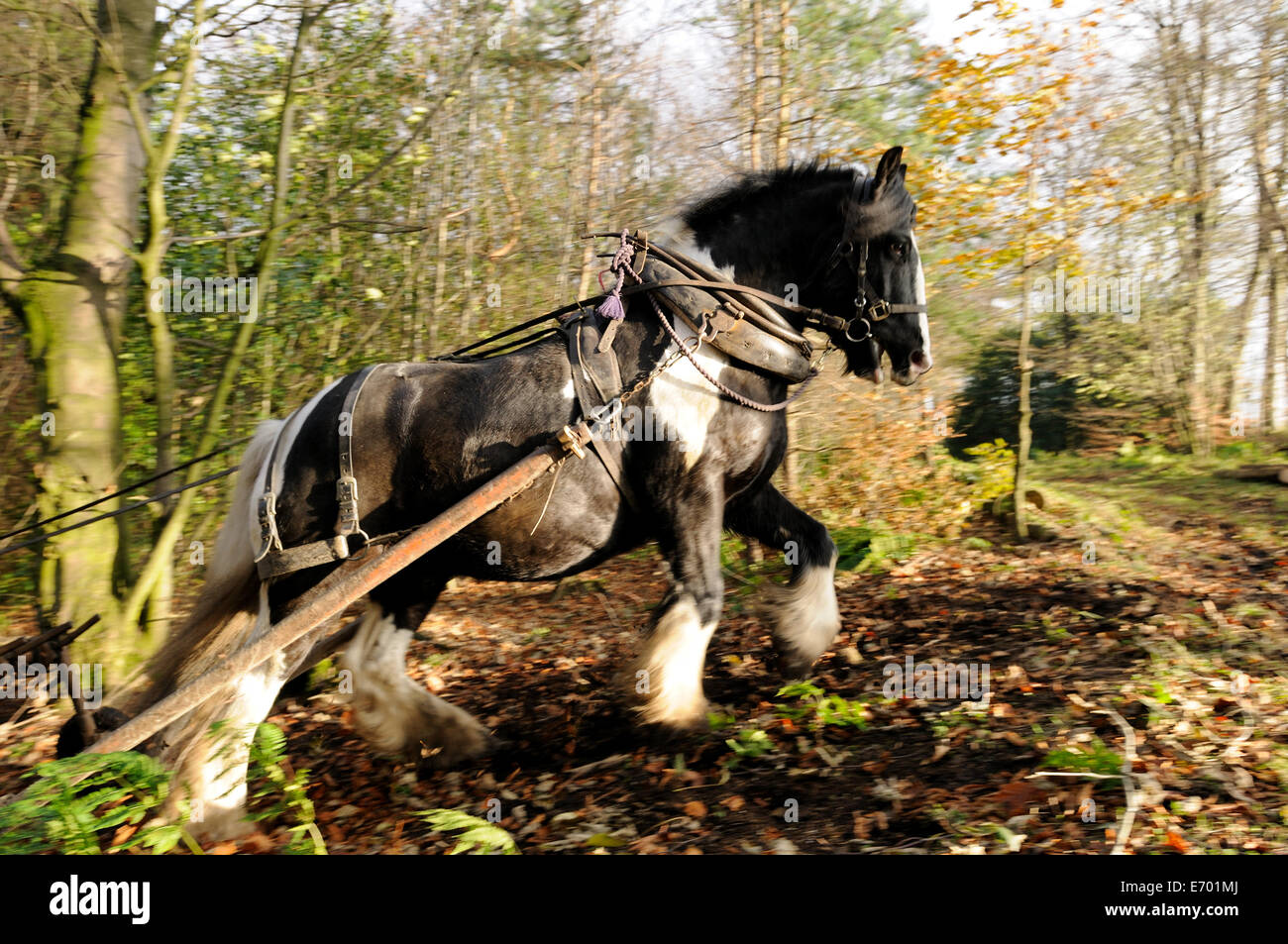 Black And White Cob Horse High Resolution Stock Photography and Images ...