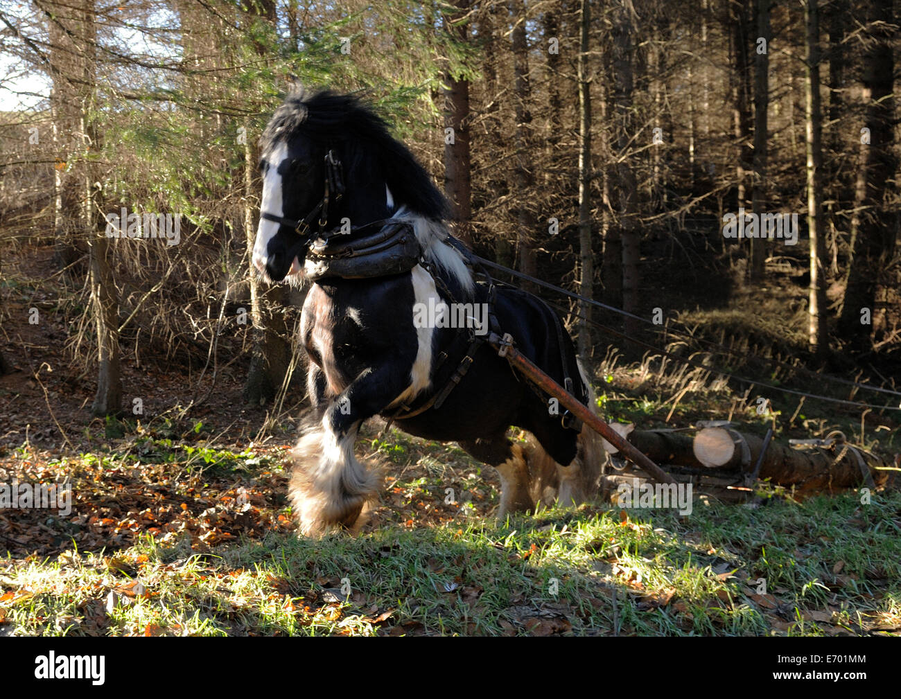 Gypsy Cob Stock Photos & Gypsy Cob Stock Images - Alamy