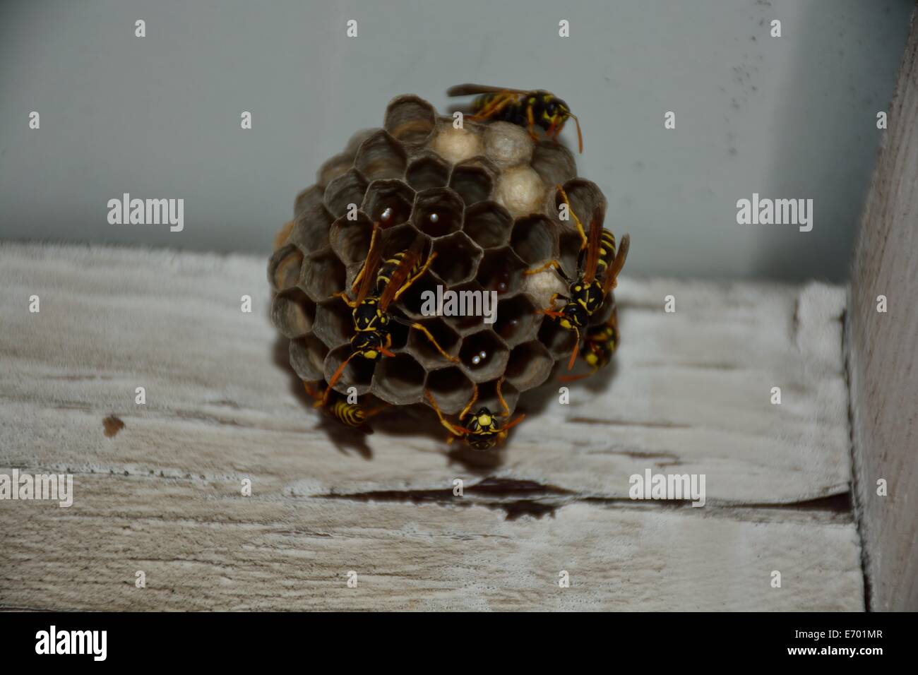 Wasps in nest hi-res stock photography and images - Alamy