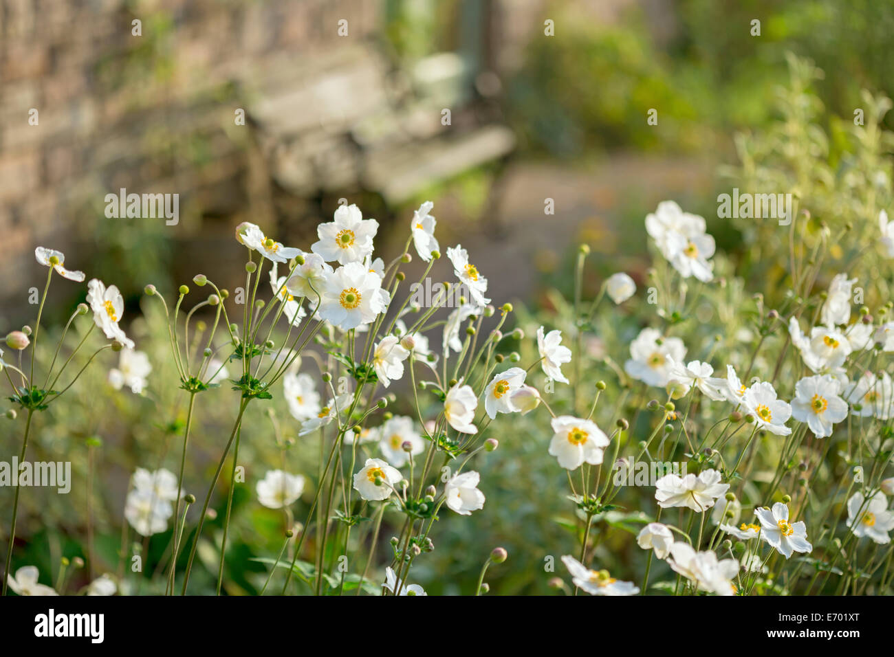 Japanese anemones growing in a cottage garden Stock Photo - Alamy