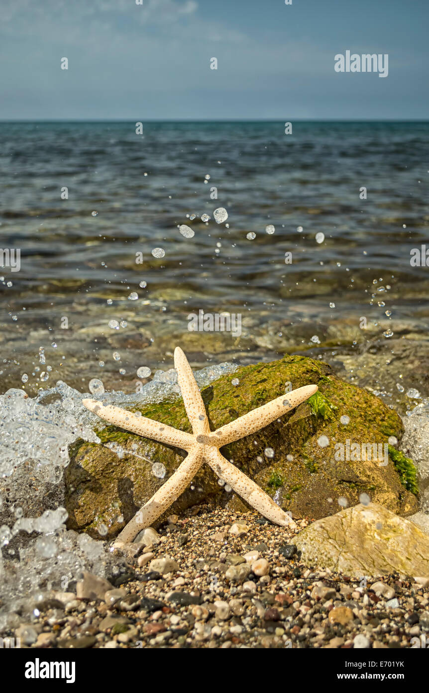 White starfish beach hi-res stock photography and images - Alamy