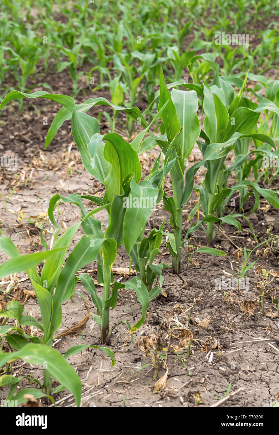 Grain field season corn hi-res stock photography and images - Alamy