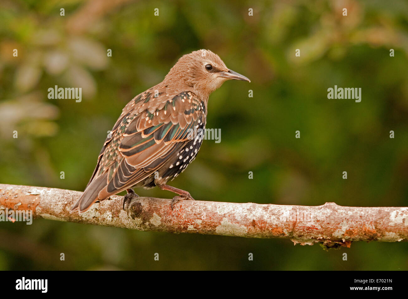 Juvenile Starling
