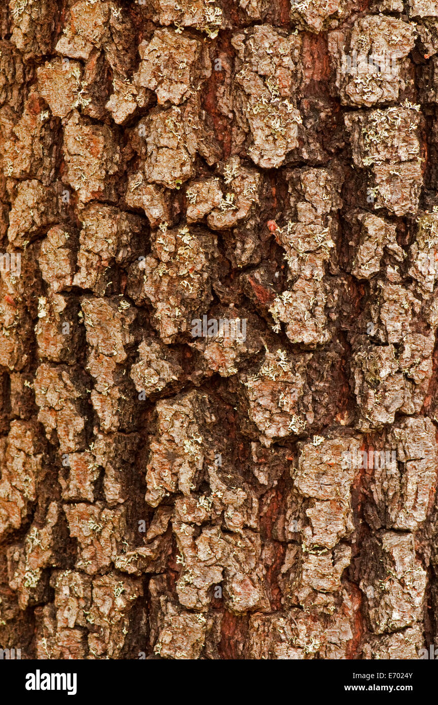 Scots Pine Tree Bark Stock Photo - Alamy