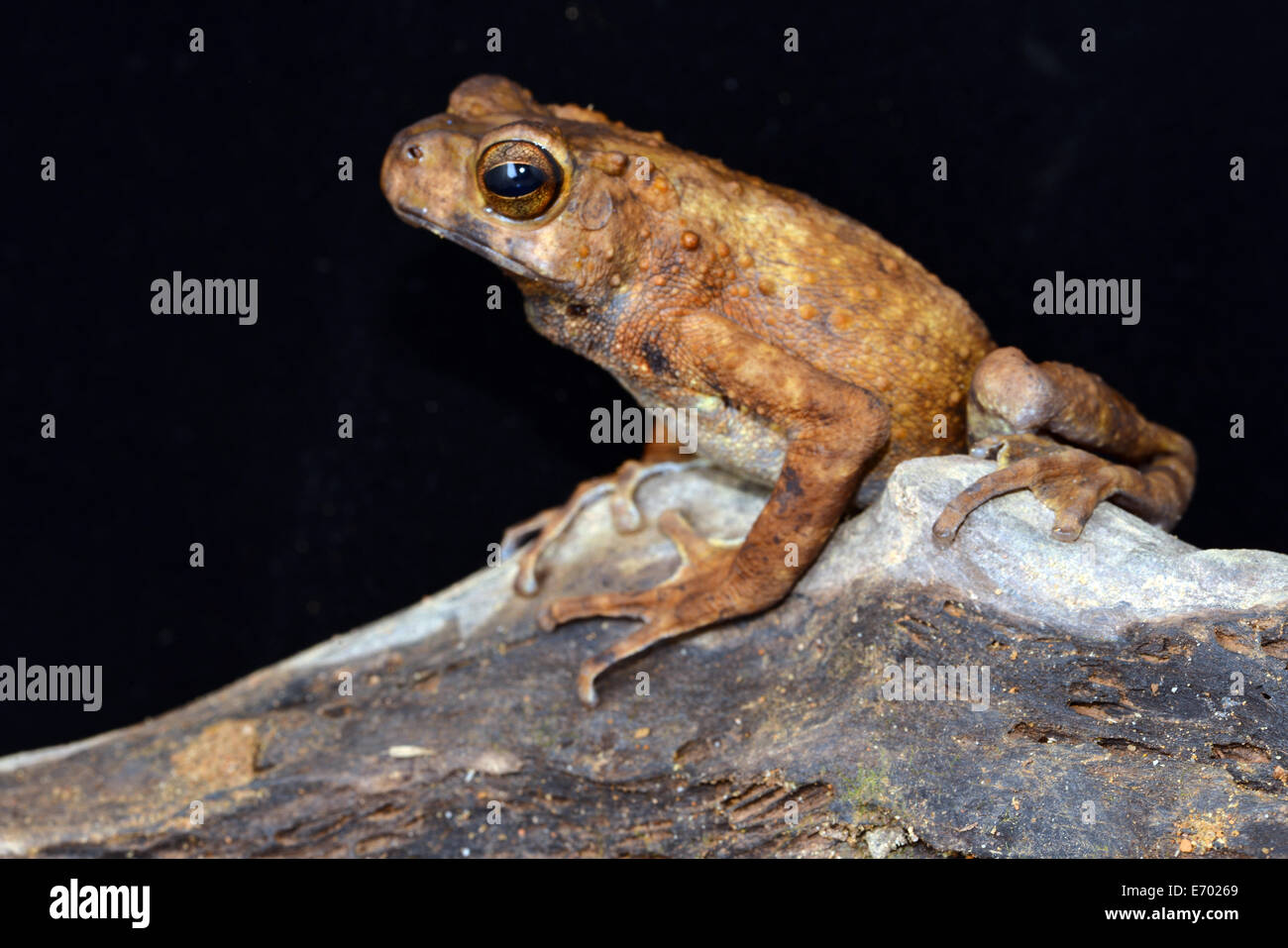 Pedostibes hi-res stock photography and images - Alamy