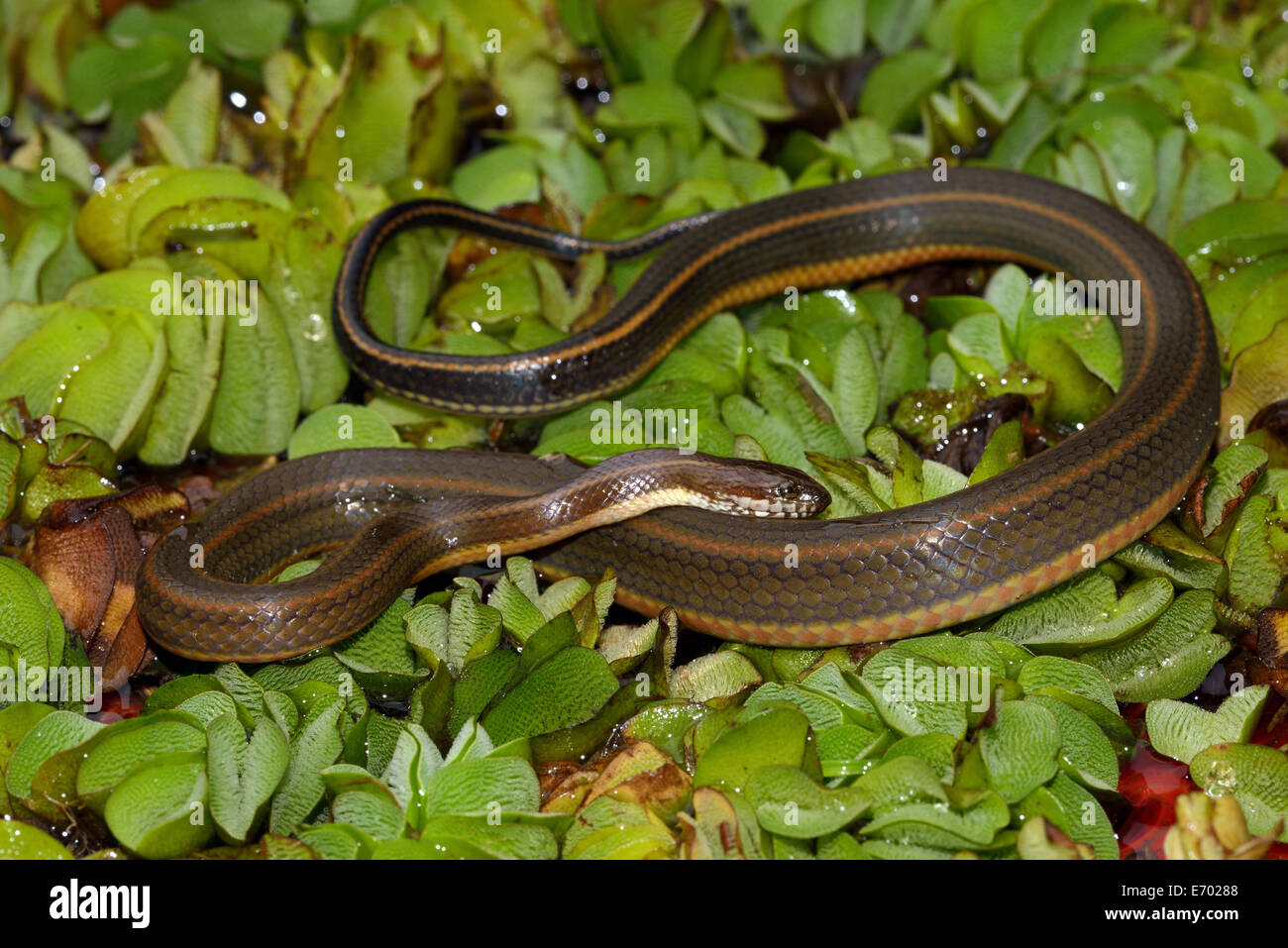 Common Water Snake Enhydris enhydris Stock Photo - Alamy