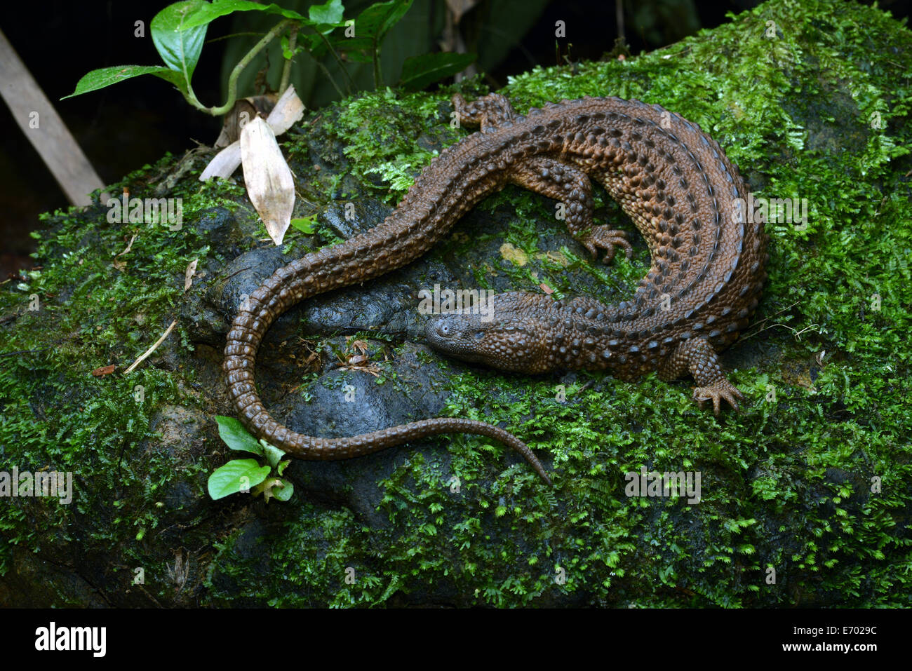Bornean Earless Monitor Lanthanotus borneensis Stock Photo - Alamy