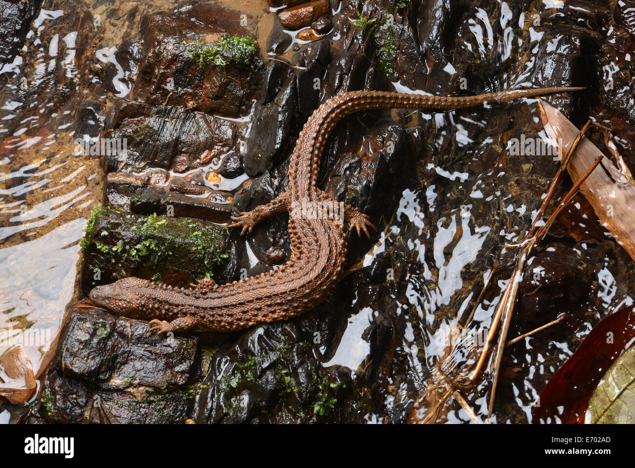 Bornean earless monitor lanthanotus borneensis hi-res stock photography ...