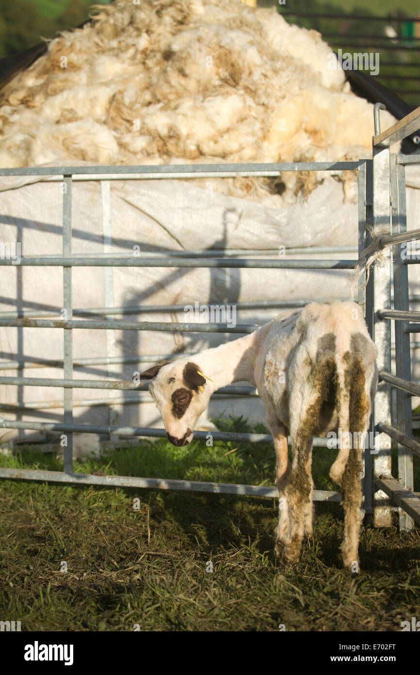 Shorn sheep standing in front of wool pile Stock Photo - Alamy