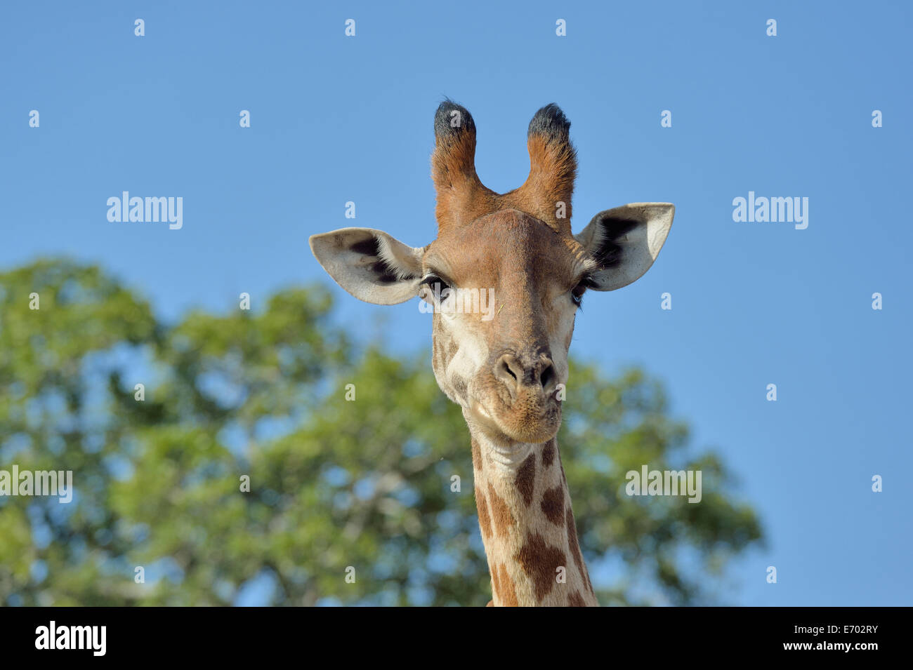 Head shot of giraffe looking toward camera Stock Photo - Alamy