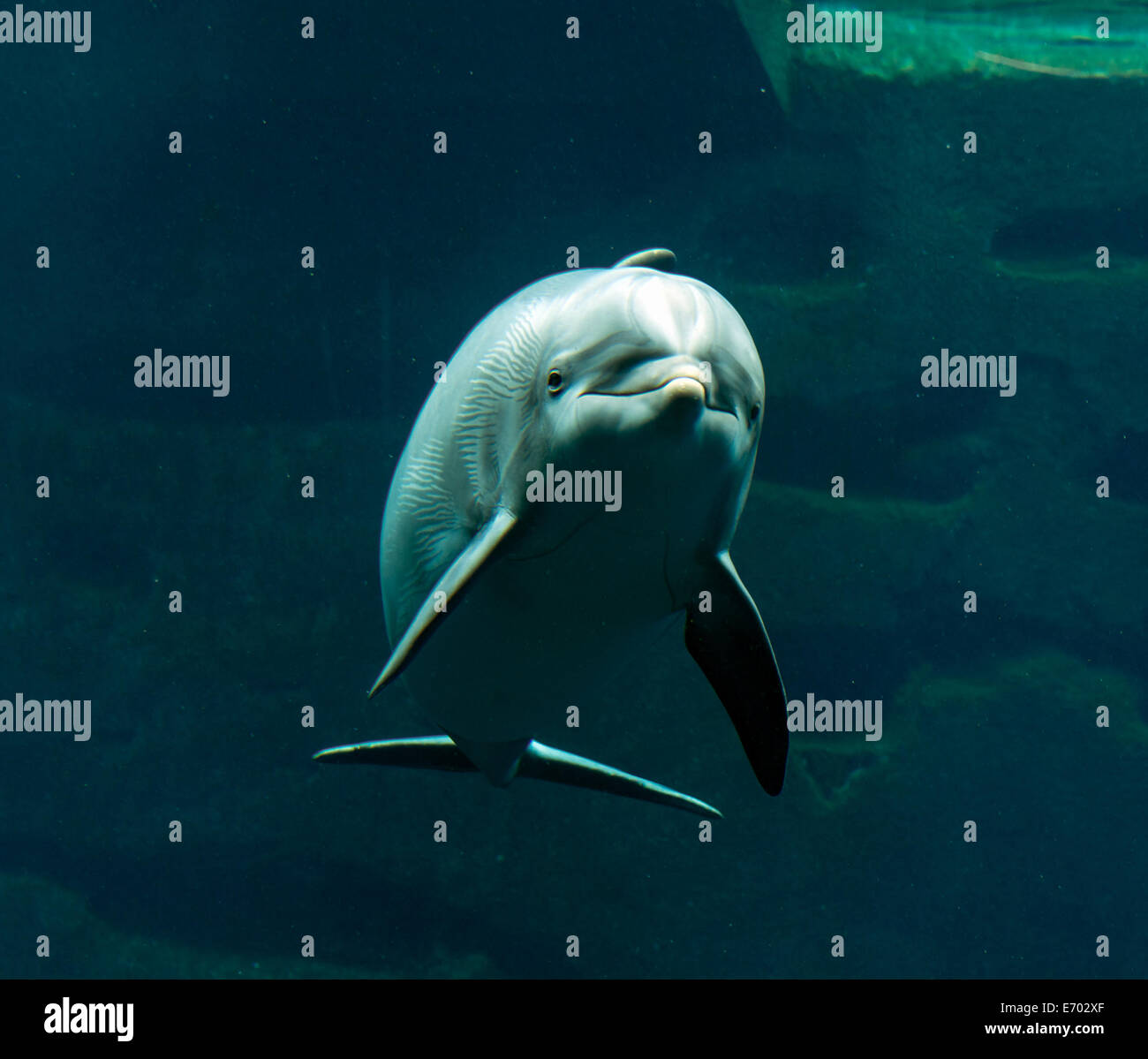 Bottlenose dolphins, the genus Tursiops, are the most common and well ...