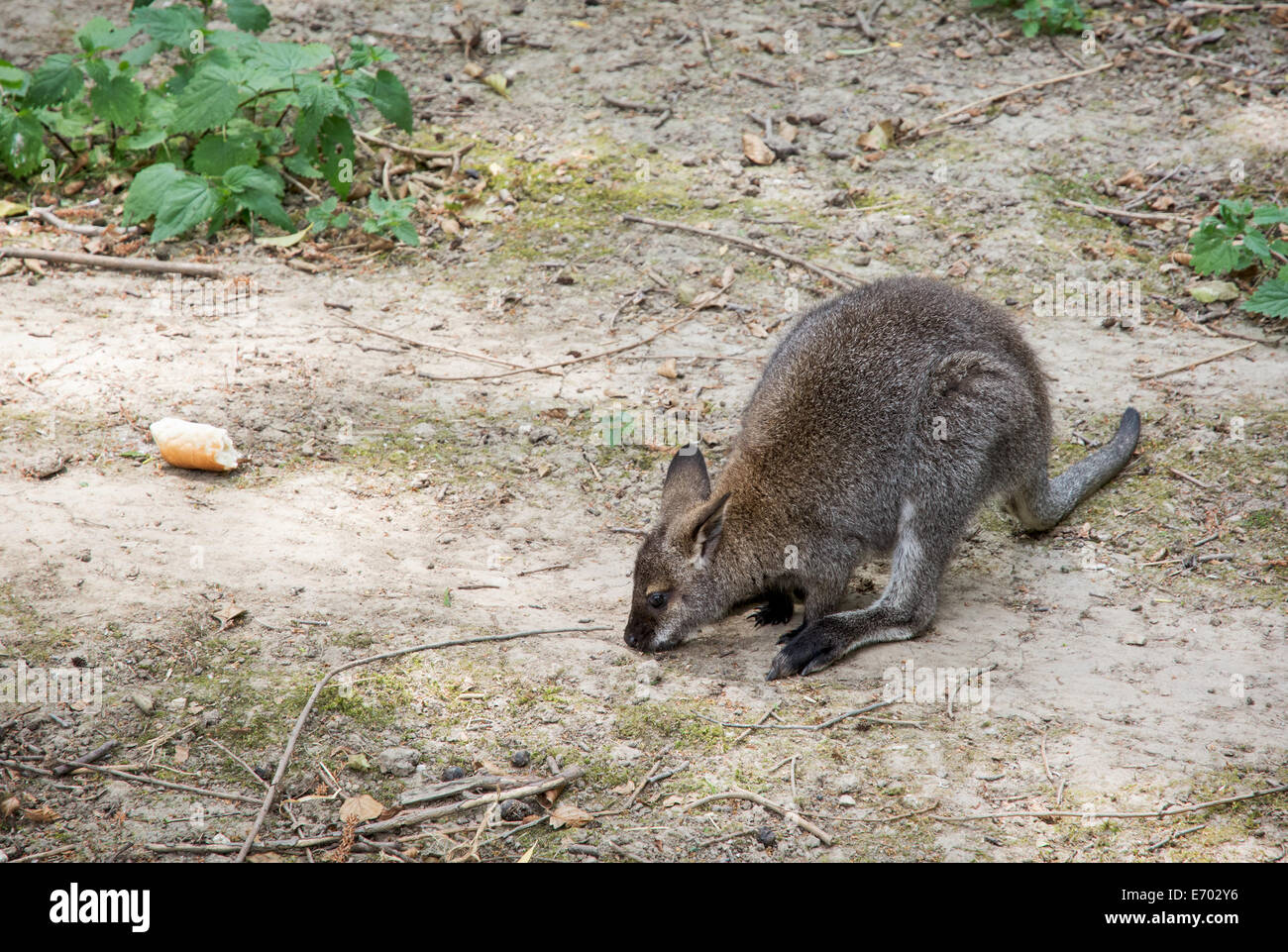 Young kangaroo and dry croissant. Breeding animals in captivity Stock ...