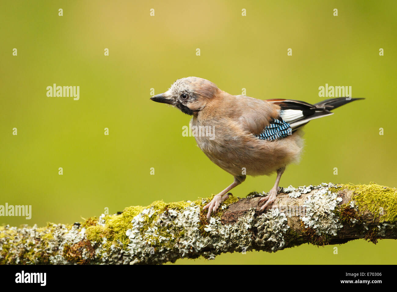 Jay bird uk hi-res stock photography and images - Alamy