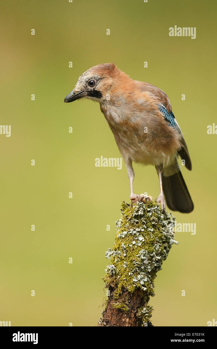 Juvenile jay hi-res stock photography and images - Alamy