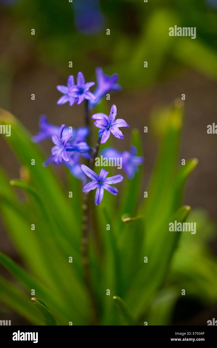 Weak flower hi-res stock photography and images - Alamy