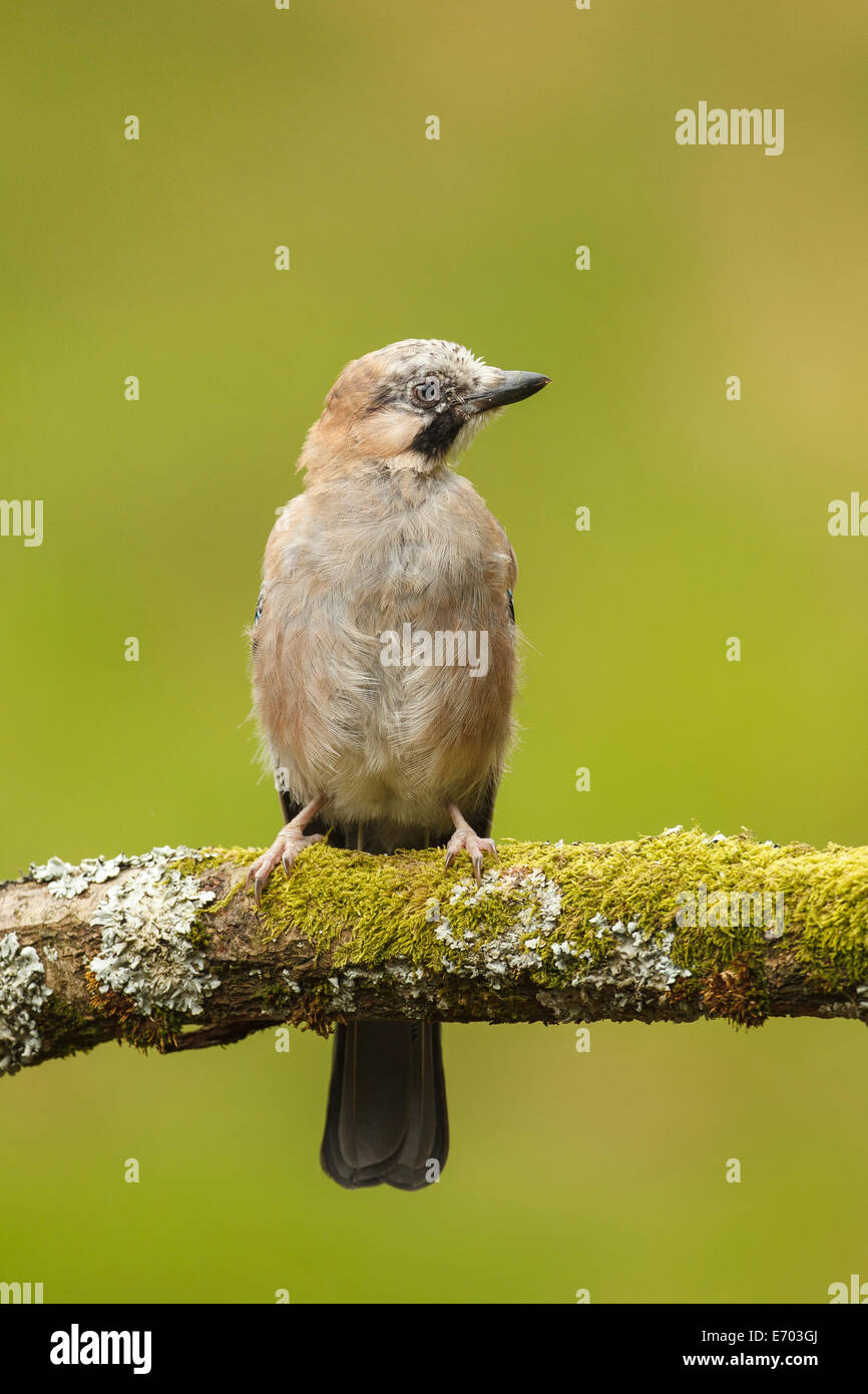 Juvenile jay hi-res stock photography and images - Alamy