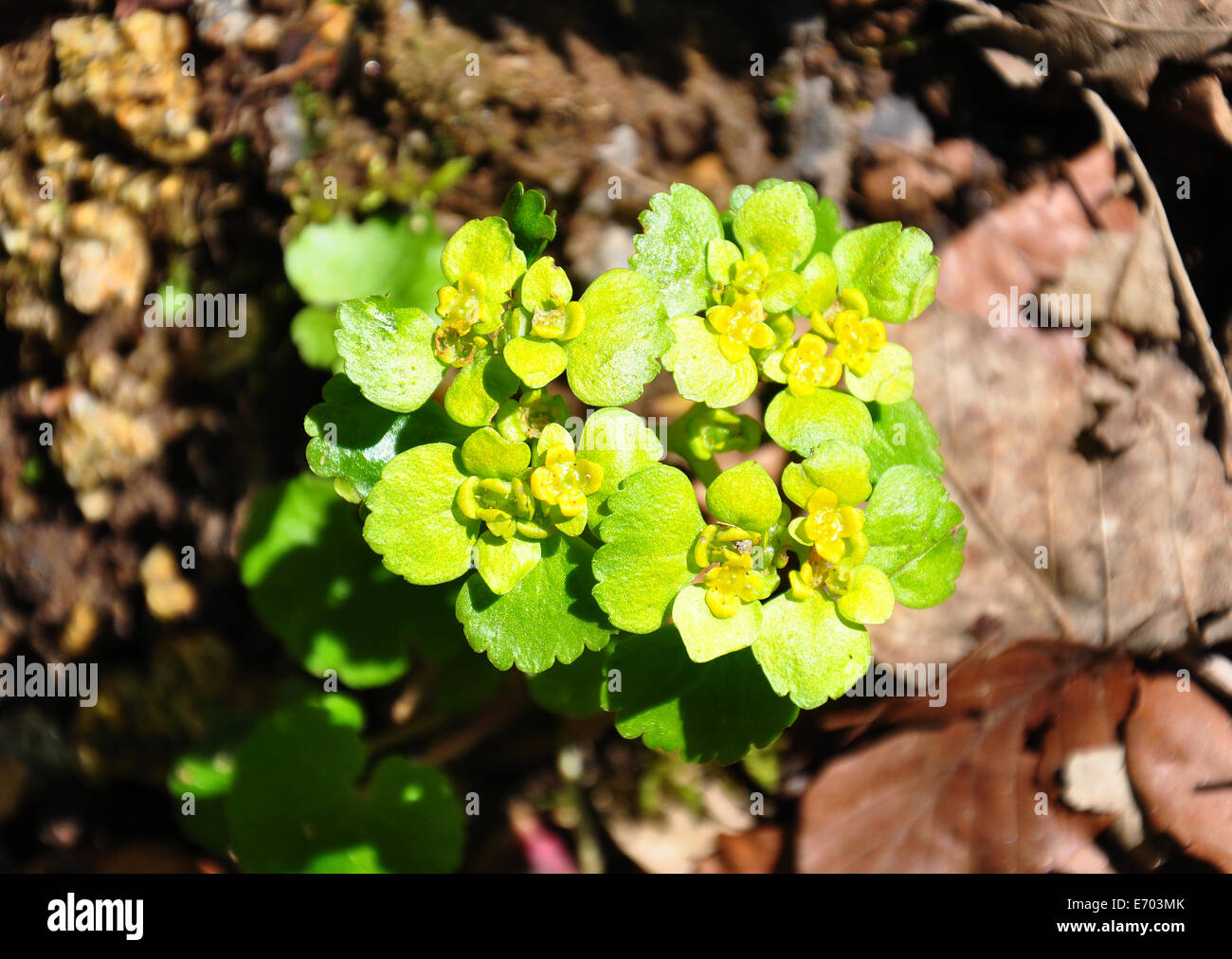 Alternate-leaved golden saxifrage (Chrysosplenium alternifolium Stock ...