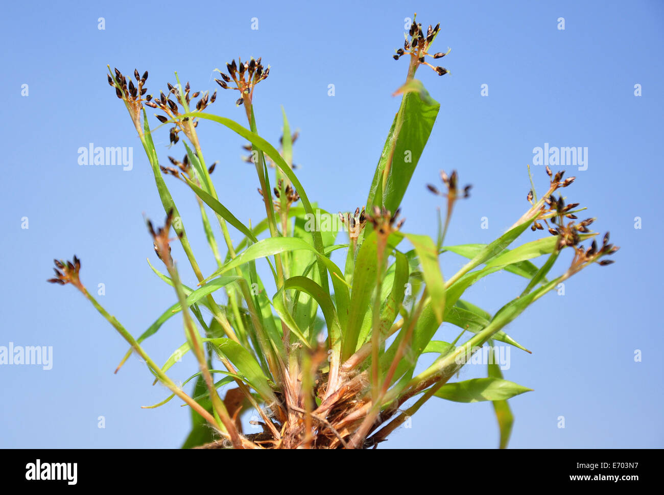 Hairy wood-rush (Luzula pilosa Stock Photo - Alamy