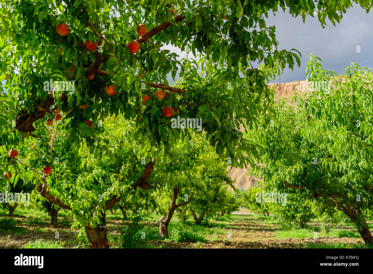 fresh peaches ripening on the orchard trees Stock Photo - Alamy