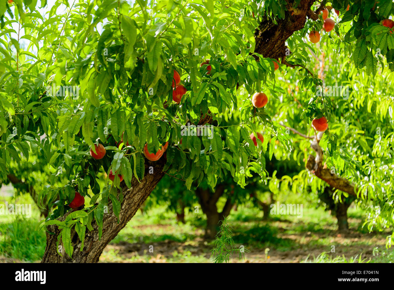 fresh peaches ripening on the orchard trees Stock Photo - Alamy