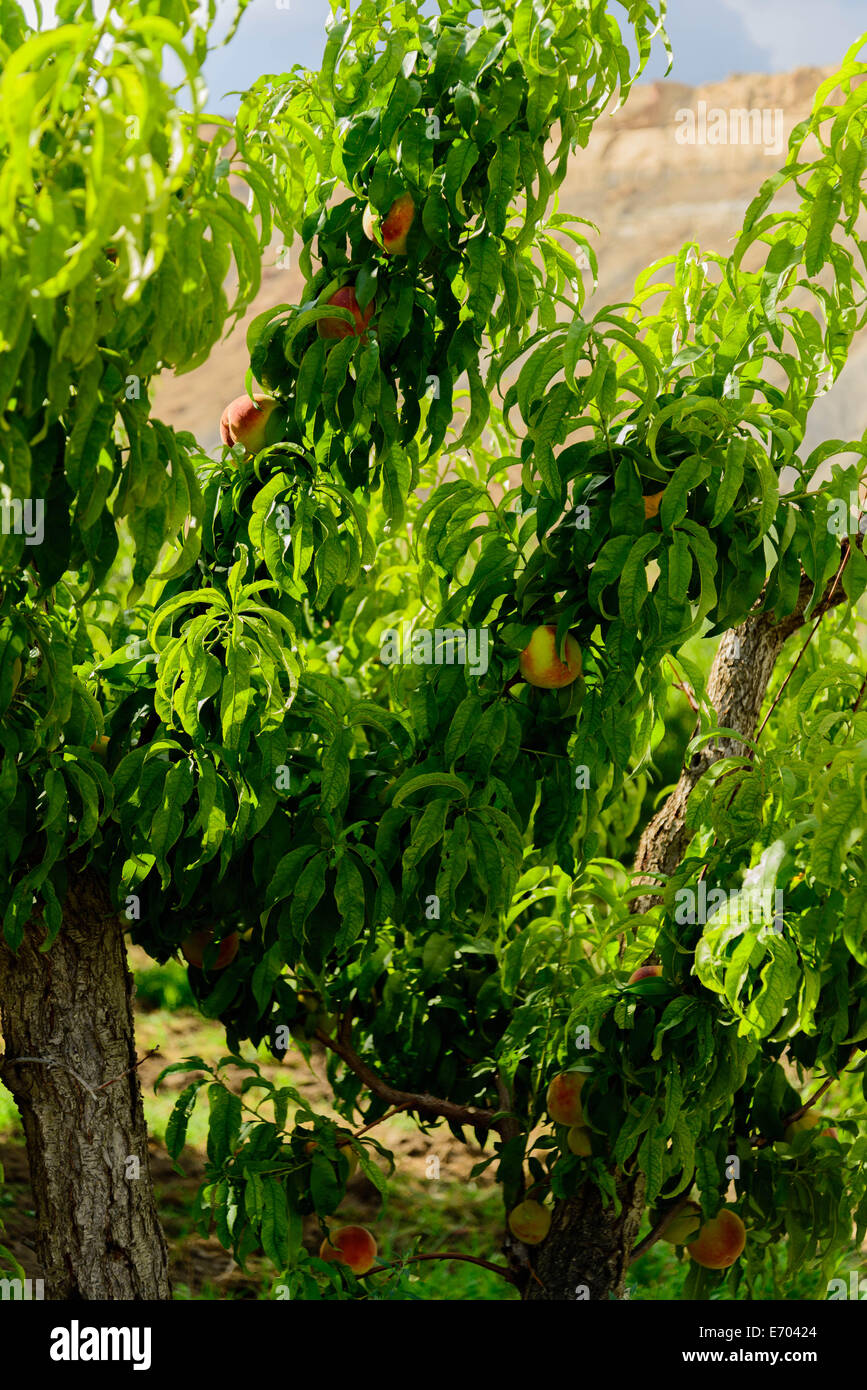 fresh peaches ripening on the orchard trees Stock Photo - Alamy