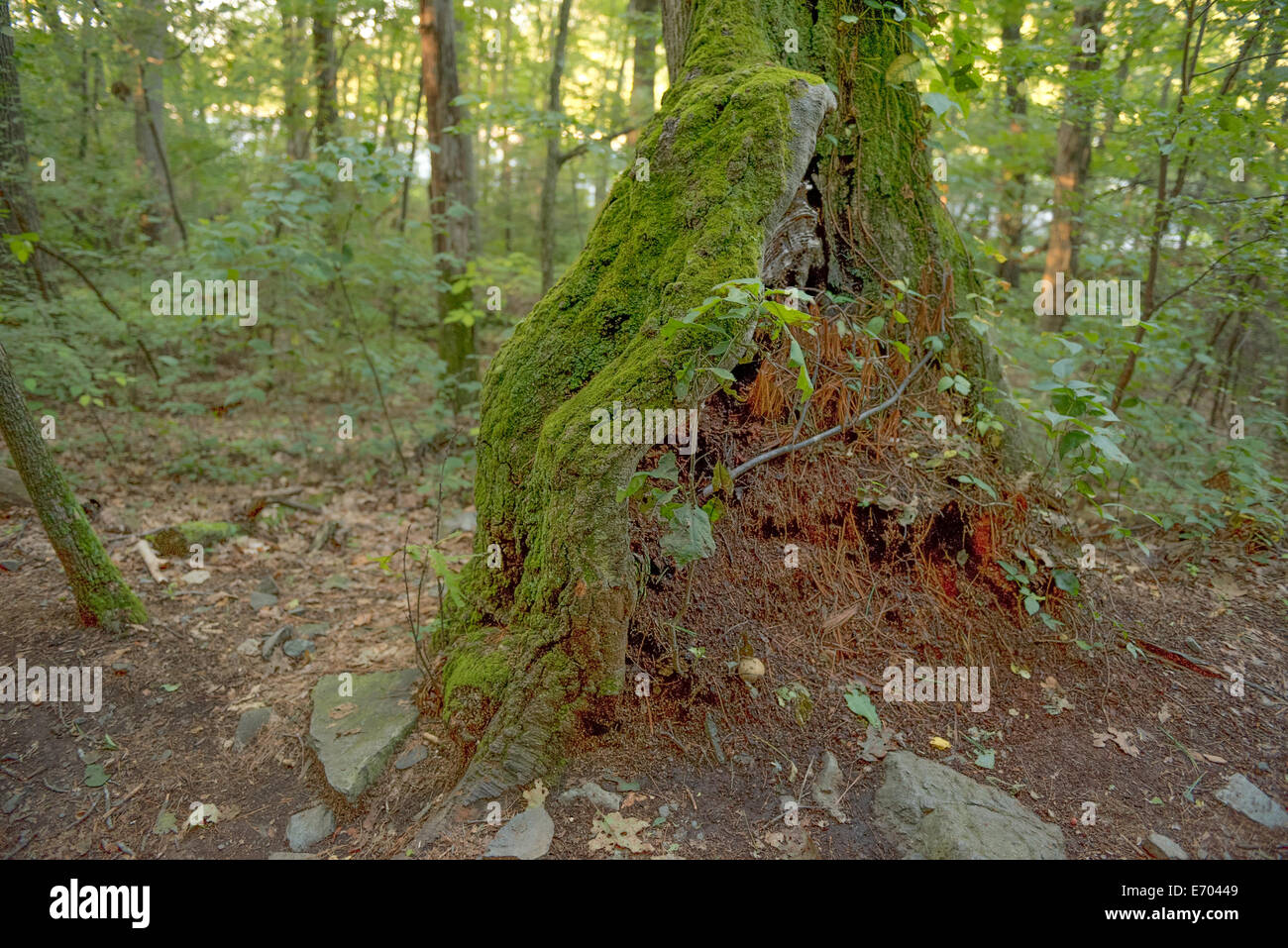 Hollowed out moss covered tree trunk has collected the forest's fallen ...