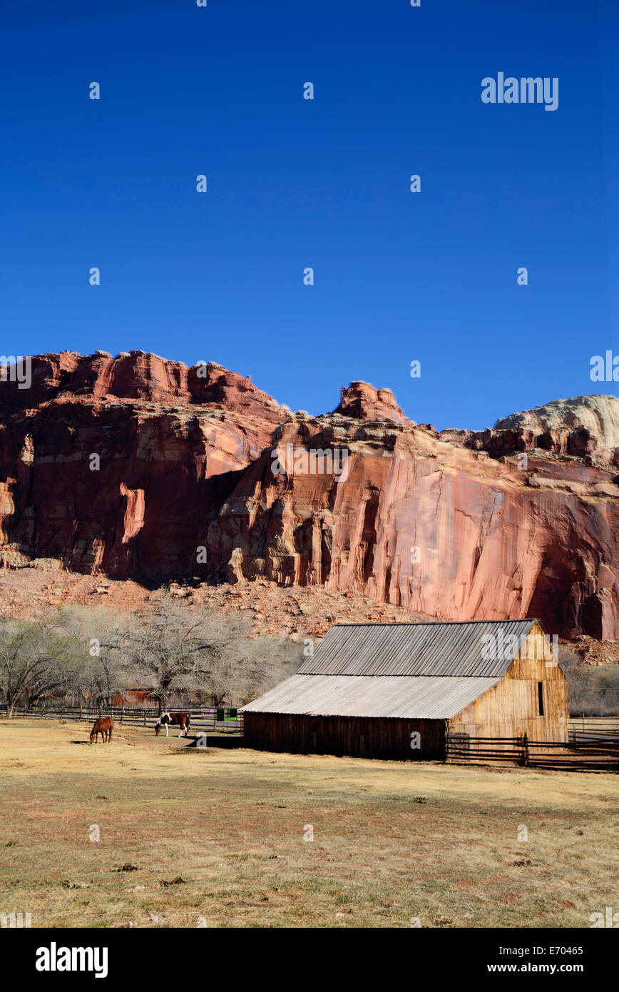 USA, Utah, Capitol Reef National Park, Historic Gifford Homestead Barn ...