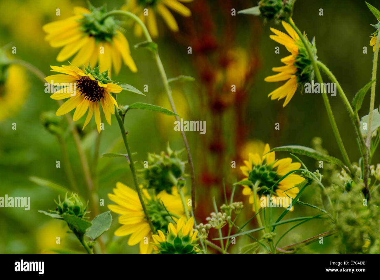 outdoor field of wild daisies Stock Photo - Alamy