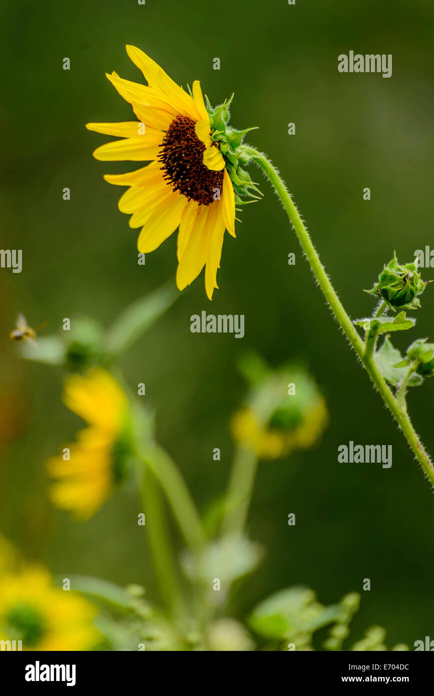 outdoor field of wild daisies Stock Photo - Alamy