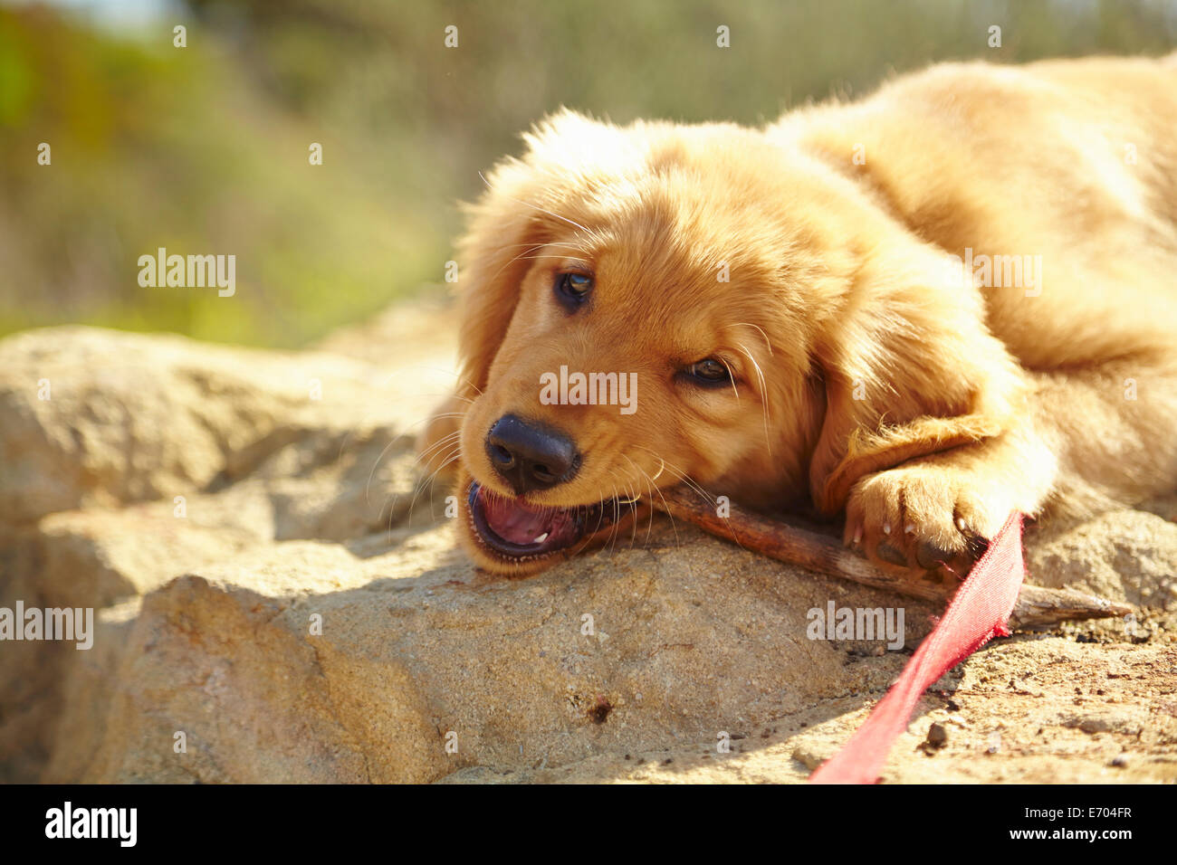Labrador puppy lying on rock hi-res stock photography and images - Alamy