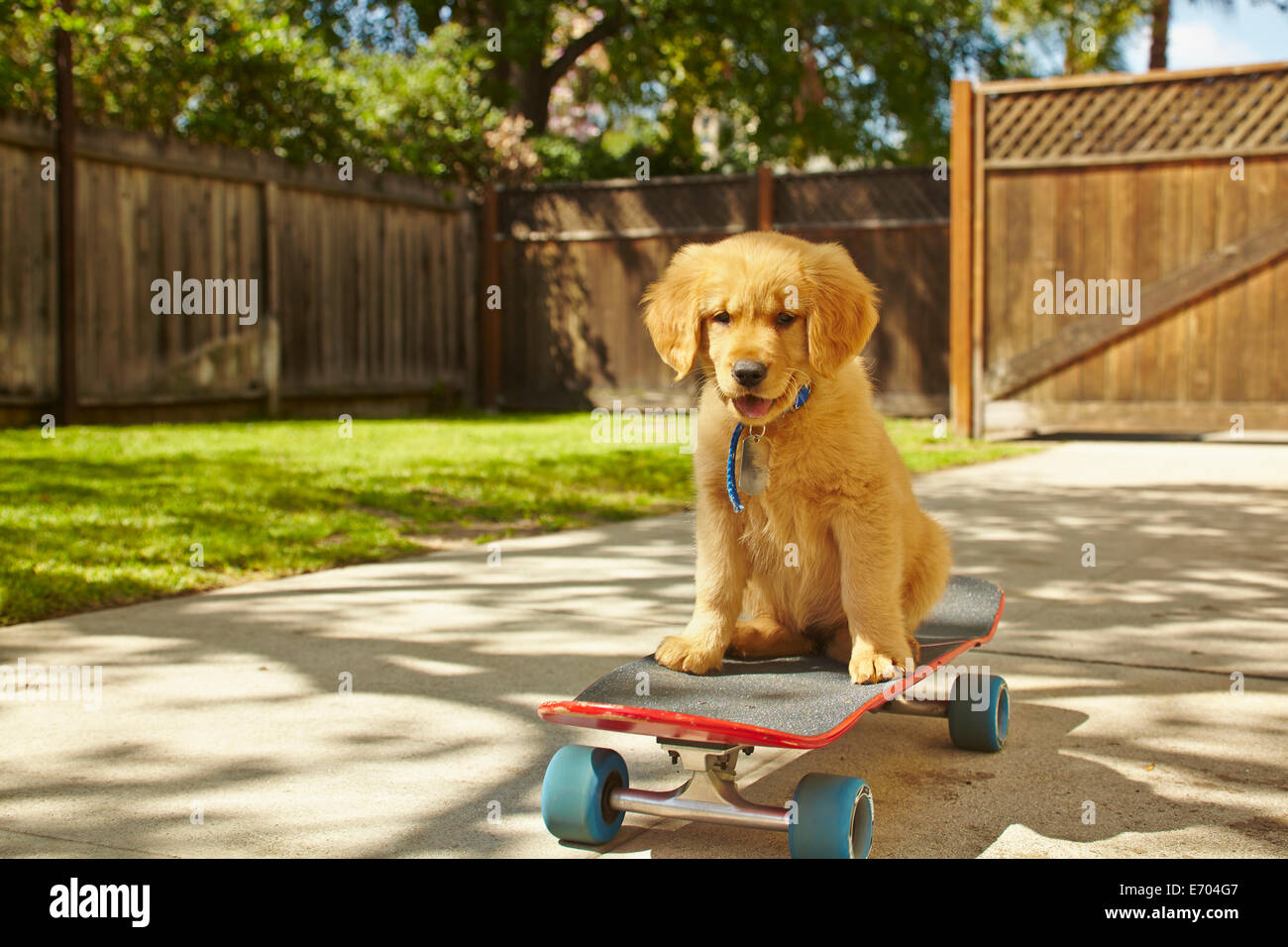 Labrador puppy sitting on skateboard Stock Photo - Alamy
