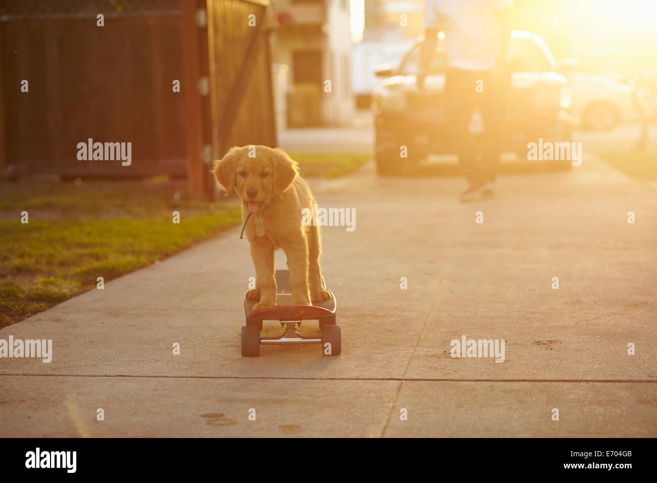 Labrador puppy on skateboard Stock Photo - Alamy