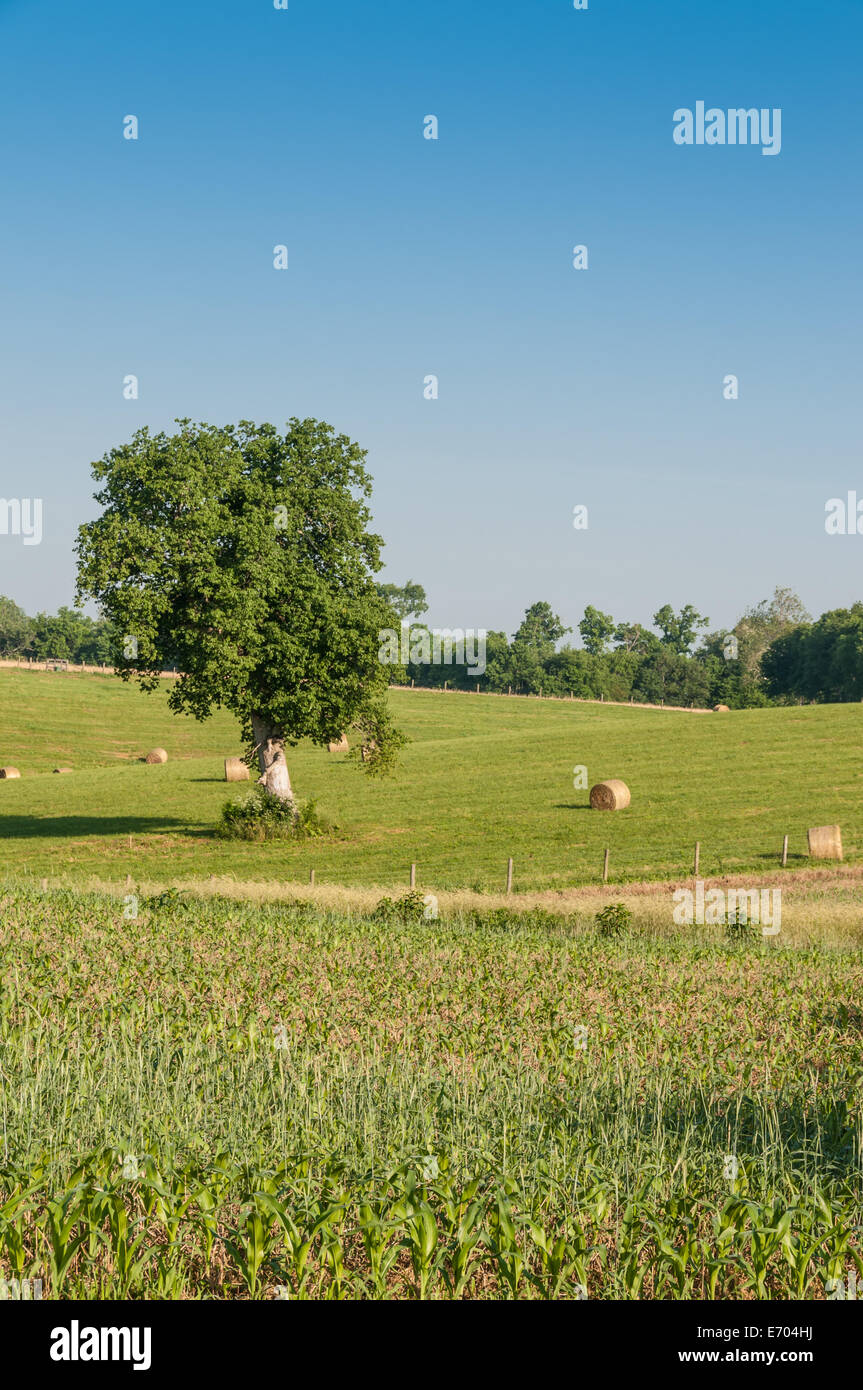 Kentucky bluegrass hi-res stock photography and images - Alamy