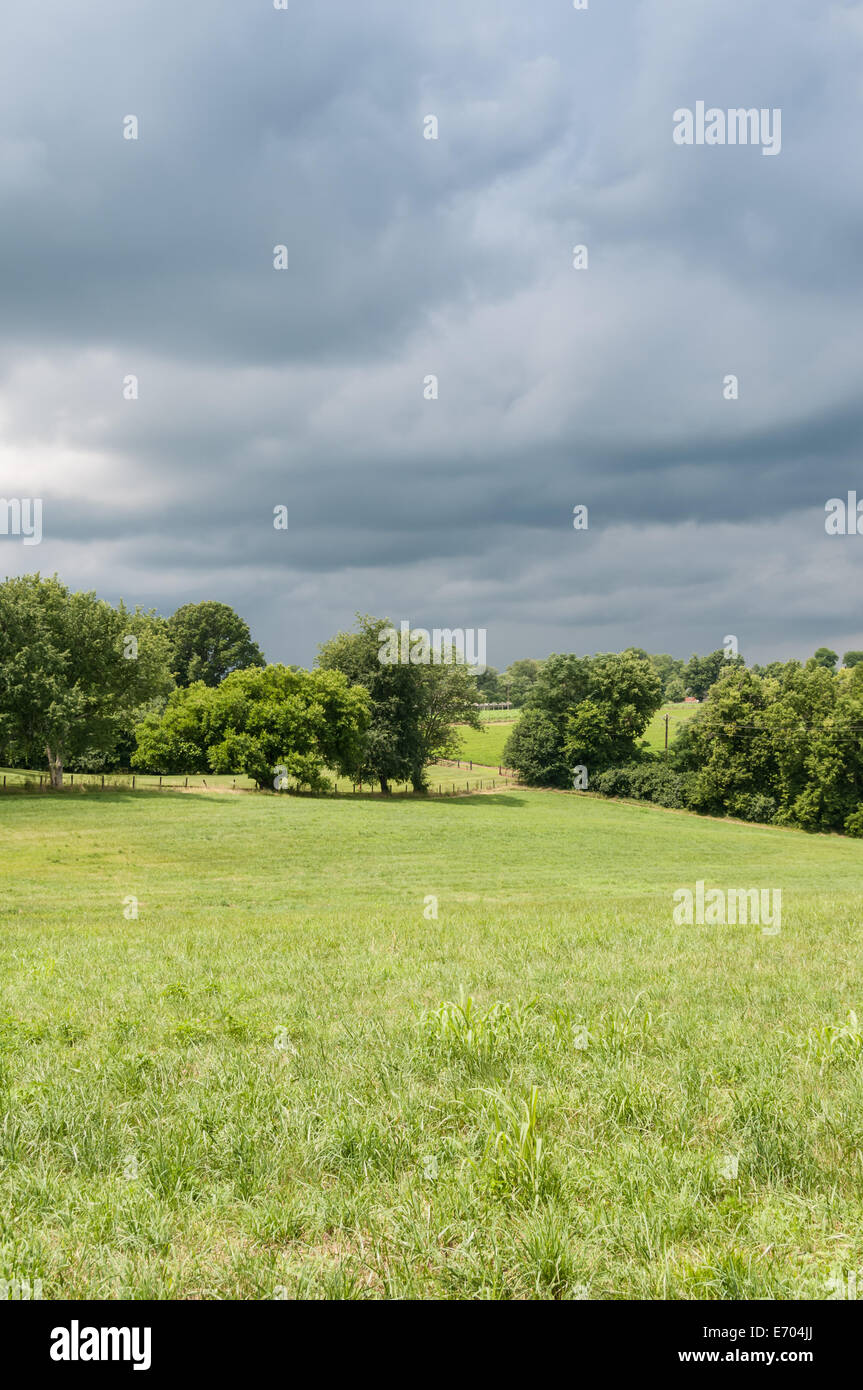 Kentucky Bluegrass Field