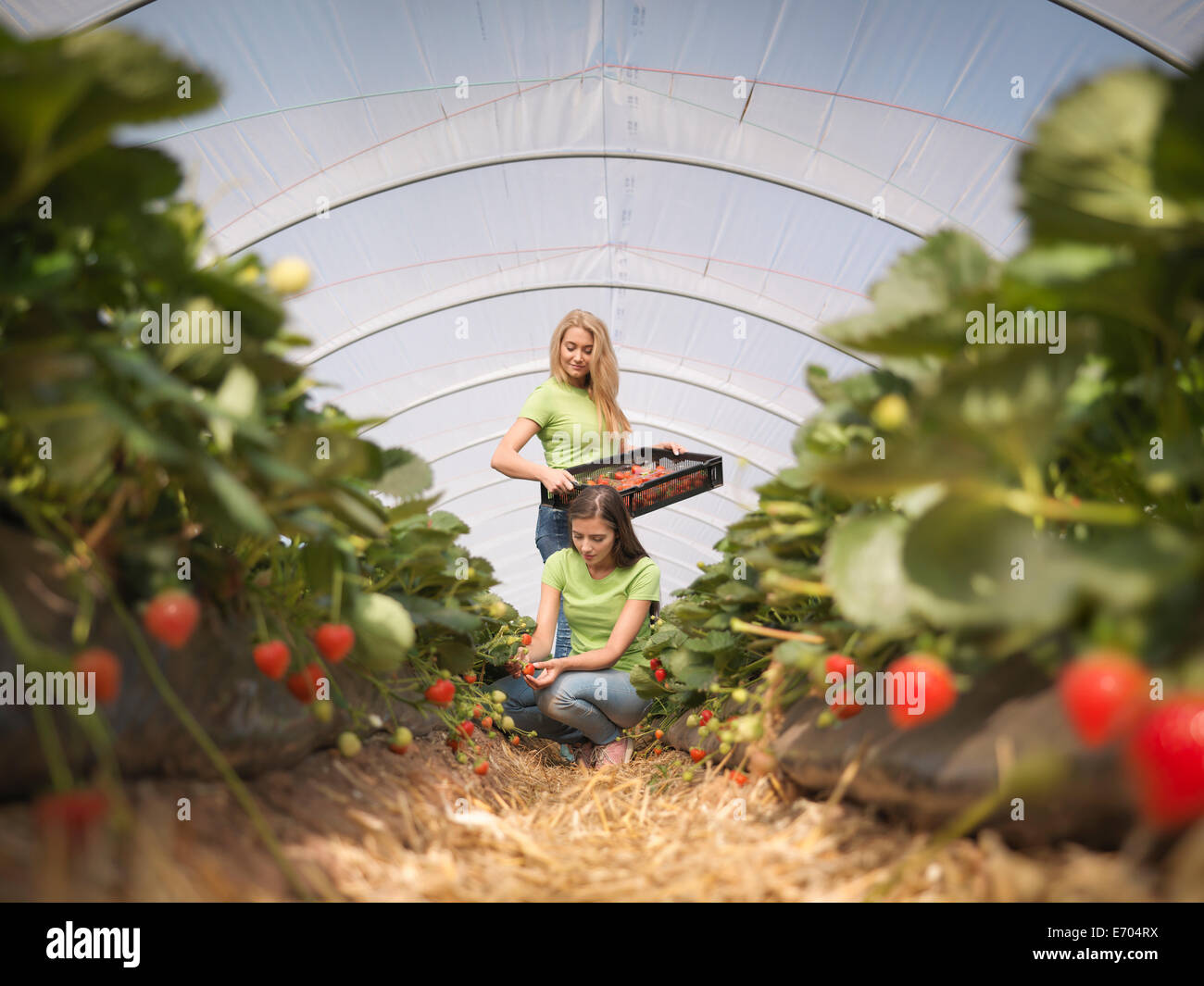 Fruit farm hi-res stock photography and images - Alamy
