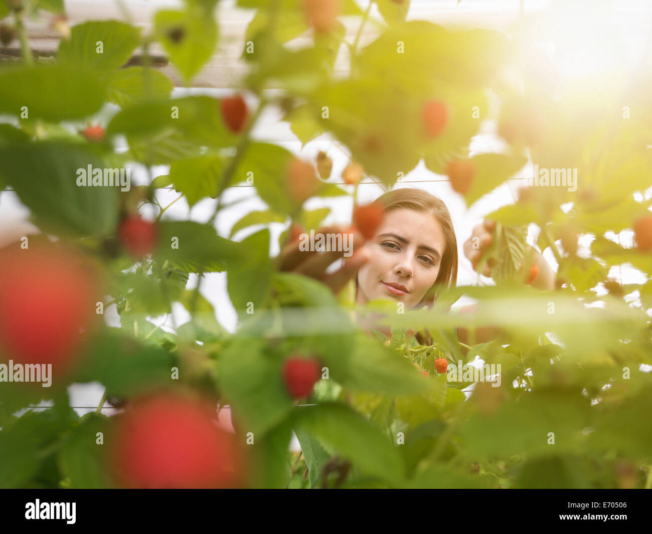 Fruit in focus hi-res stock photography and images - Alamy