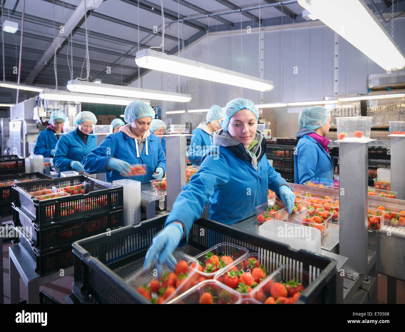 Strawberry Packing Factory High Resolution Stock Photography and Images ...