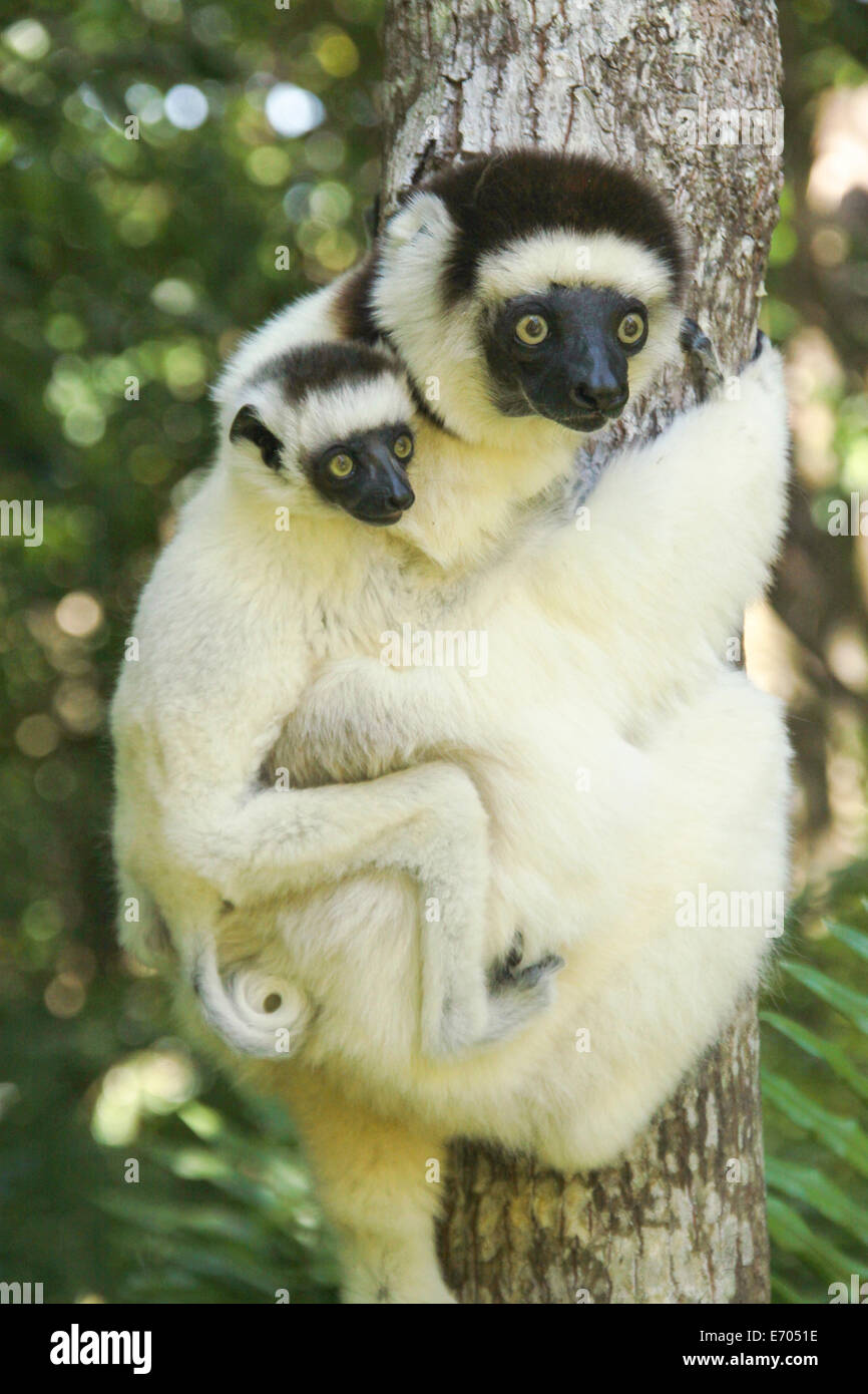 Portrait of Verreaux's Sifaka monkey and juvenile on tree trunk ...