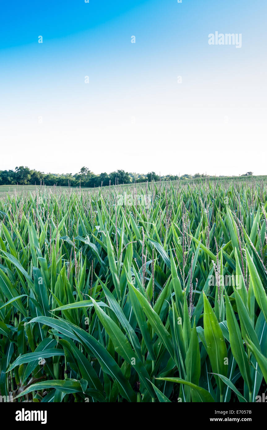 Large field of Corn Stock Photo - Alamy