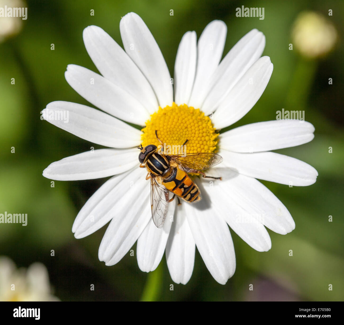 Daisy dasies hi-res stock photography and images - Alamy