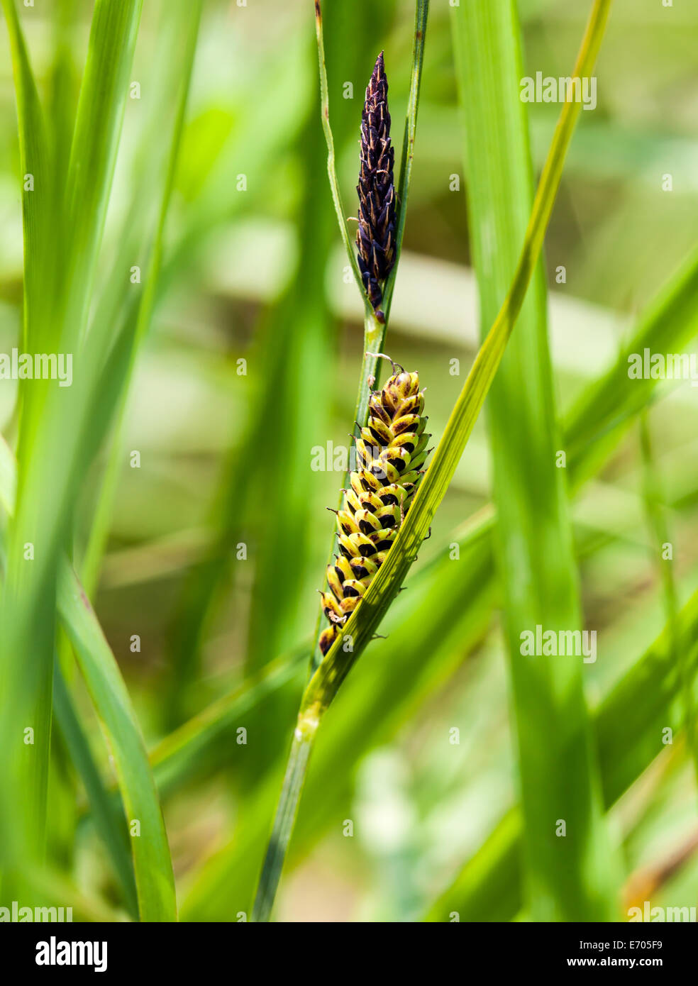 A close up shot of a Common Sedge, black sedge or smooth black sedge ...