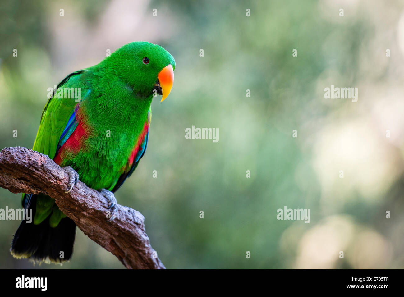 The Eclectus Roratus parrot has extreme dimorphism, where the male ...